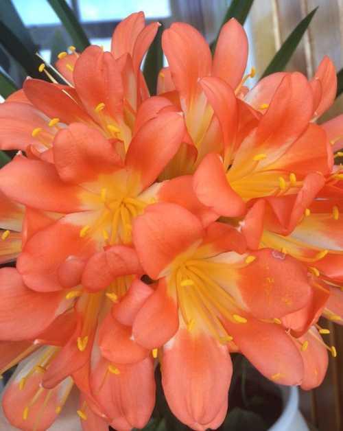 Кливия (clivia miniata)