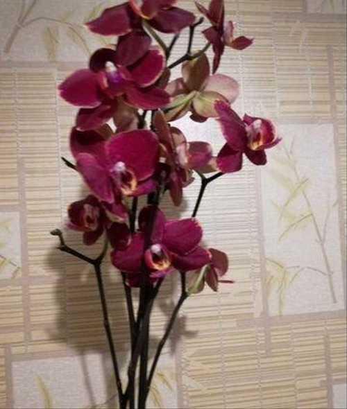 Орхидея фаленопсис "Ола'