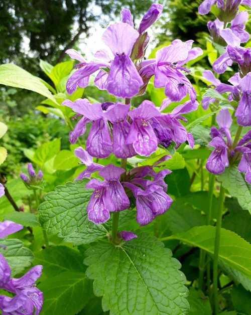 Буквица грандифлора Суперба