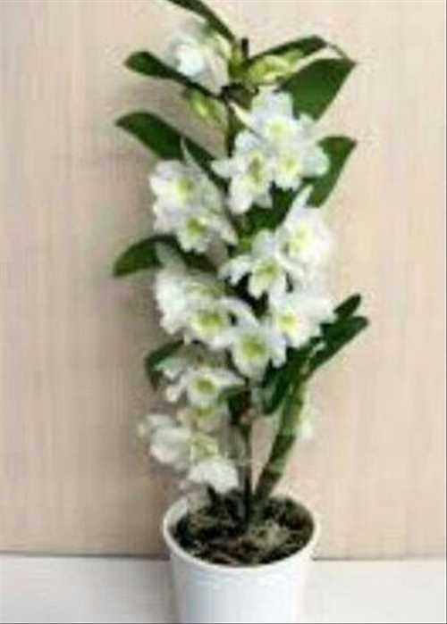 Орхидея дендробиум нобиле, отростки