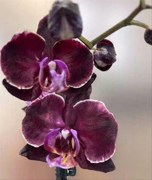 Орхидея фаленопсис восковик
