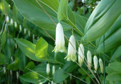 Травянистые многолетники для солнца и тени