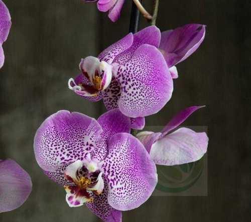Орхидея Фаленопсис Пинк Герл 2 ст