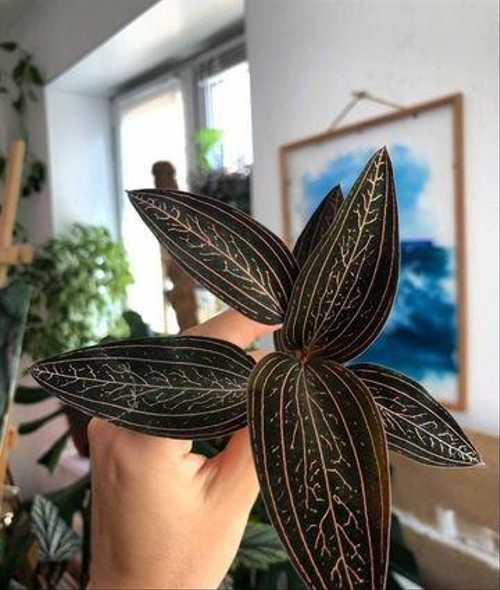 Драгоценная орхидея анектохилус роксбурга