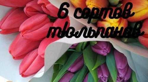 Букеты к 8 Марта 6 сортов тюльпанов с теплицы