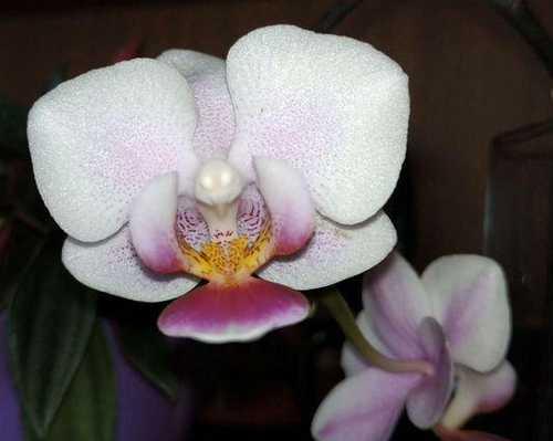 Детка орхидеи фаленопсис Pink Dream