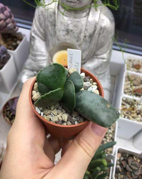 Адромискус купера (Adromischus cooperi)