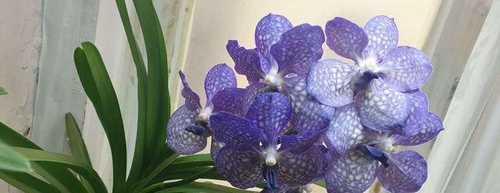 Ванда орхидея vanda