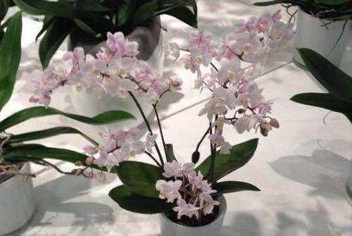 Дикая орхидея фаленопсис (Wild Orchid)