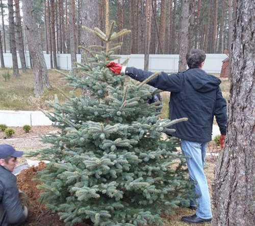 Можно ли подстригать ели. Формировка туи смарагд. Стрижка туи даника весной. Сосна горная ниваки. Стрижка елей в саду.