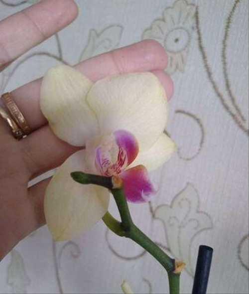 Орхидея фаленопсис сортовая Miraflor