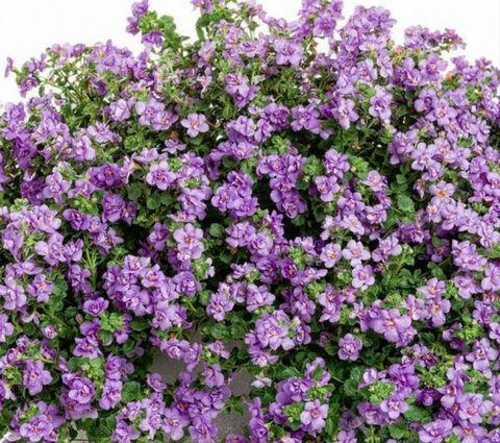 Рассада Бакопы сиреневой, махровой