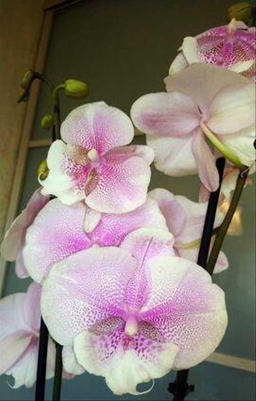 Орхидея биглипы Queens Kizz и Pastello Kizz