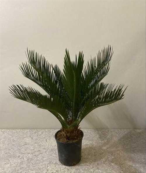 Пальма цикос революта (Cycas Revoluta) 60 см