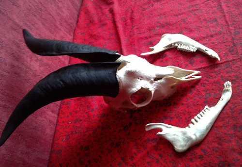 Череп козла обработанный