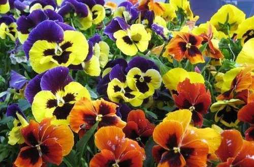 Виолы, анютины глазки