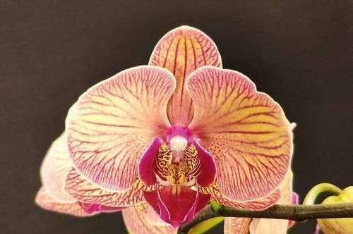 Орхидея фаленопсис Orange jupiter