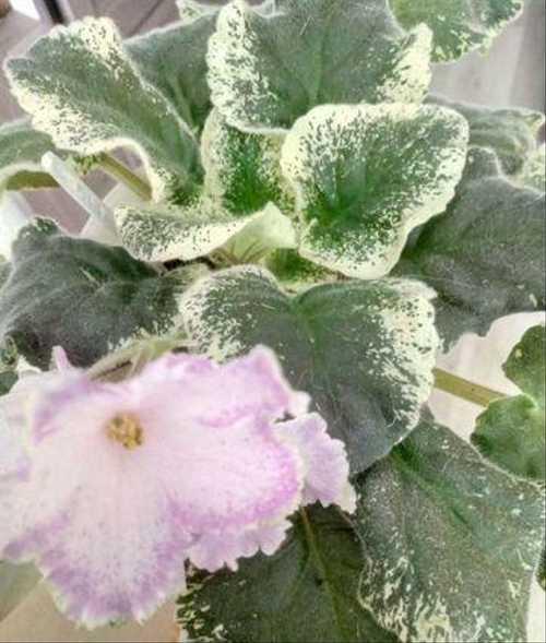 Фиалка вариегатная, сансевиерия, гибискус