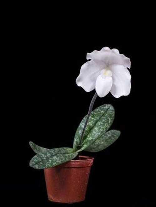Орхидея paphiopedilum niveum