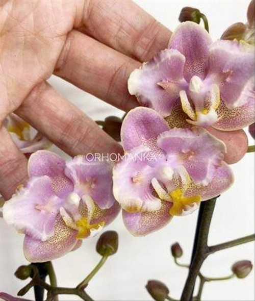 Орхидея фаленопсис Фабрика Оранж
