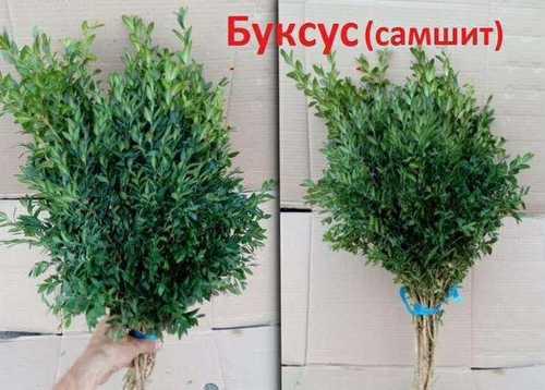 Буксус (самшит)