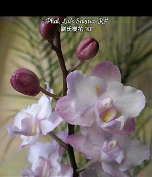 Орхидея Phal. Liu's Sakura kf