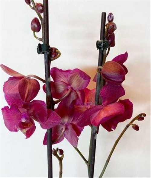 Орхидея фаленопсис паваротти полубабоча