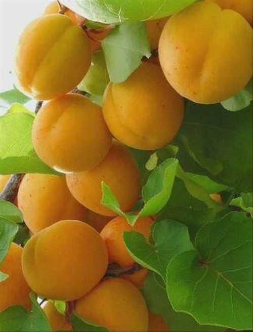 Саженцы абрикоса и сливы