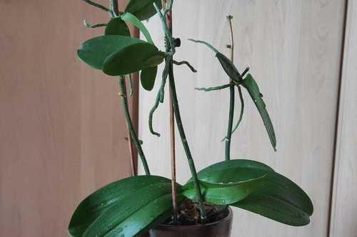 Орхидея фаленопсис с малышами