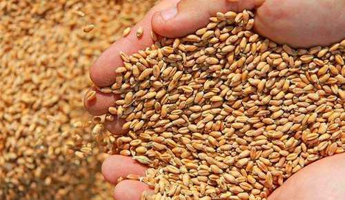Репродукционные сорта пшеницы и ячменя