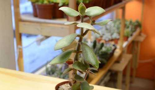 Crassula Ovata (Крассула) (SCT28603)