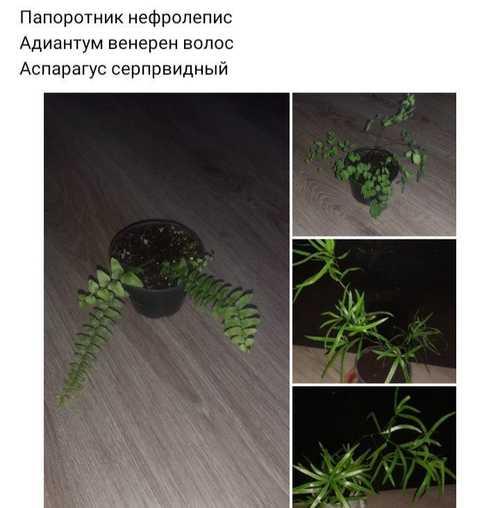Цветочки