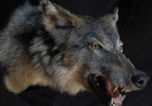 Волк голова Чучело волка на медальоне