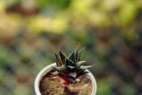Алоэ остистое (Aloe aristata)