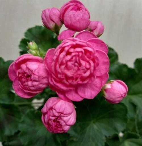 Розоцветковые пеларгонии