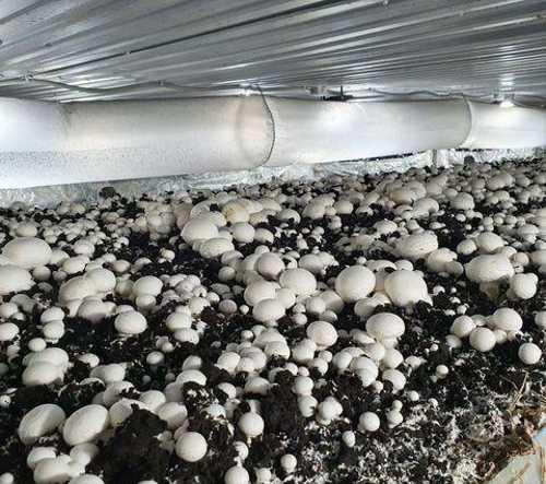 Компост для грибов шампиньоны