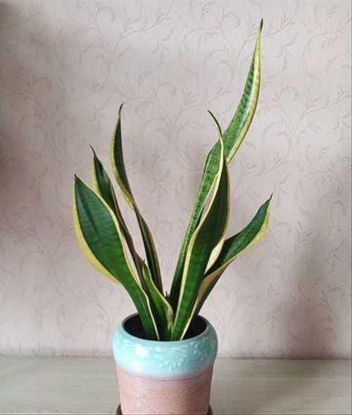 Сансевиерия трехполосная (Sansevieria trifasciata)