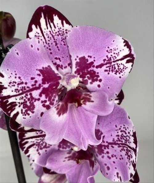 Орхидея фаленопсис, цветущая Биг Лип