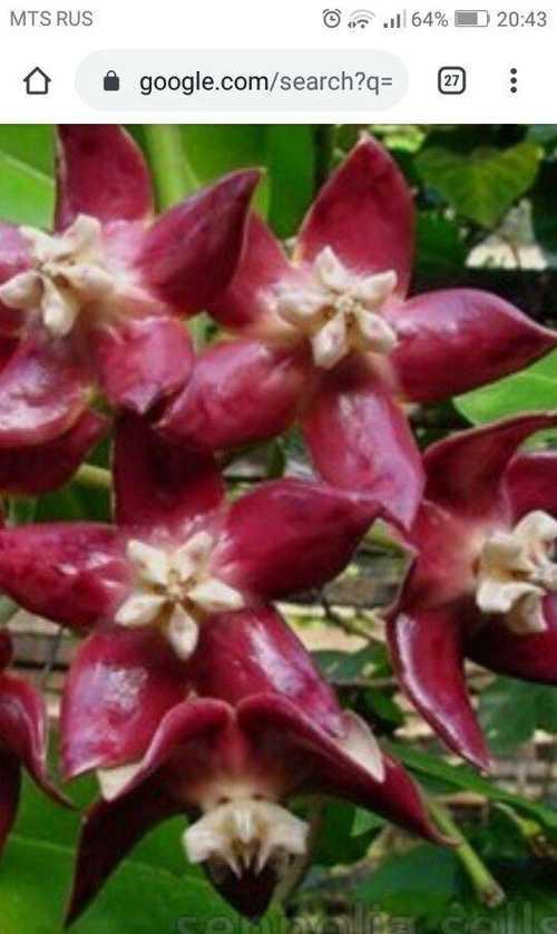 Hoya Imperialis Bloom