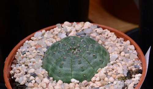 Euphorbia Obesa (Эуфорбия Обеса) SCT28375
