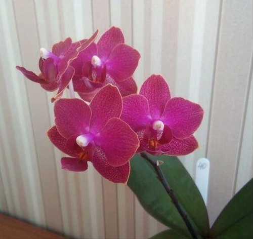 Орхидея фаленопсис Мини