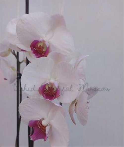 Орхидея фаленопсис red lip