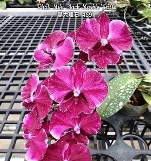 Орхидея Phal. Miki Black Marble '469'
