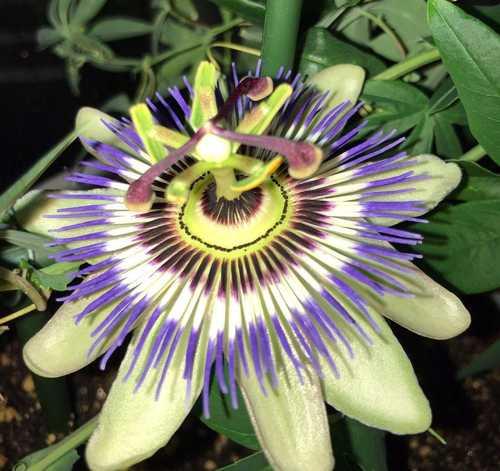 Passiflora Caerulea (пассифлора голубая, страстоцв