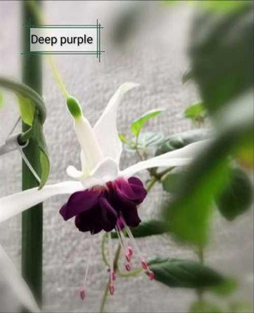 Фуксия deep purple