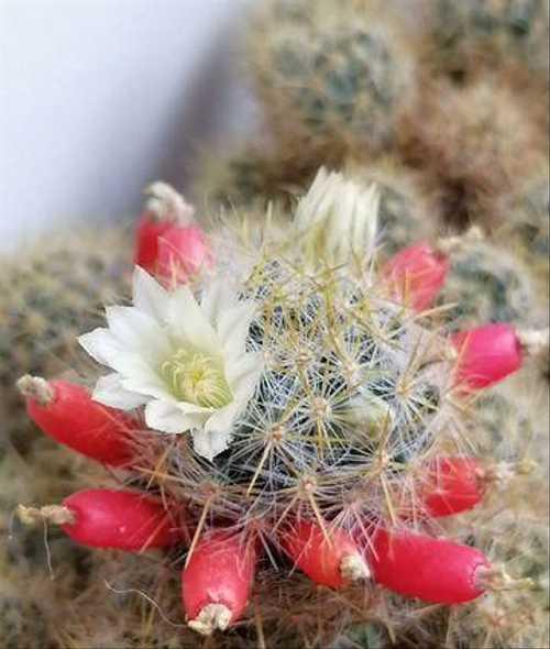 Кактус. Маммиллярия побегоносная. Mammillaria prol
