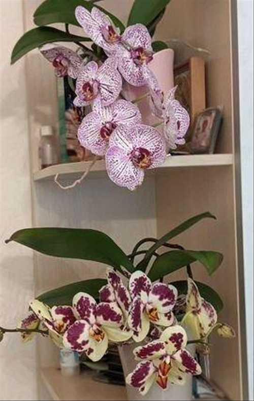 Орхидея ампельная в кашпо