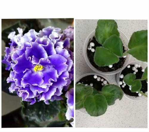 Отдам цветы