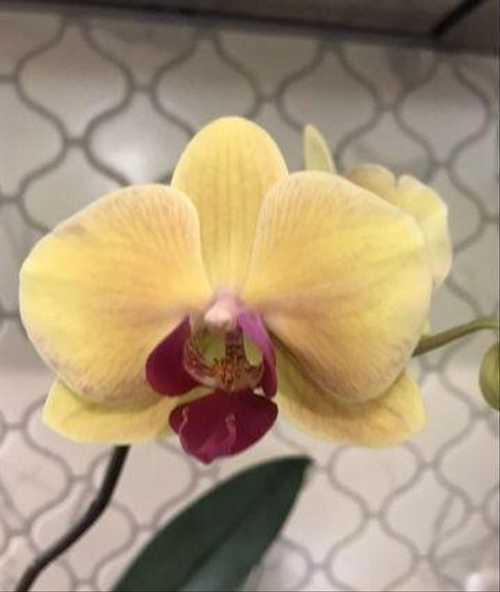 Орхидея фаленопсис Golden beauty