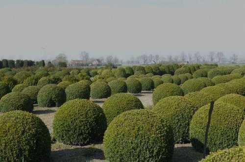 Ива Уральская извилистая, Водопад, Шаровидная